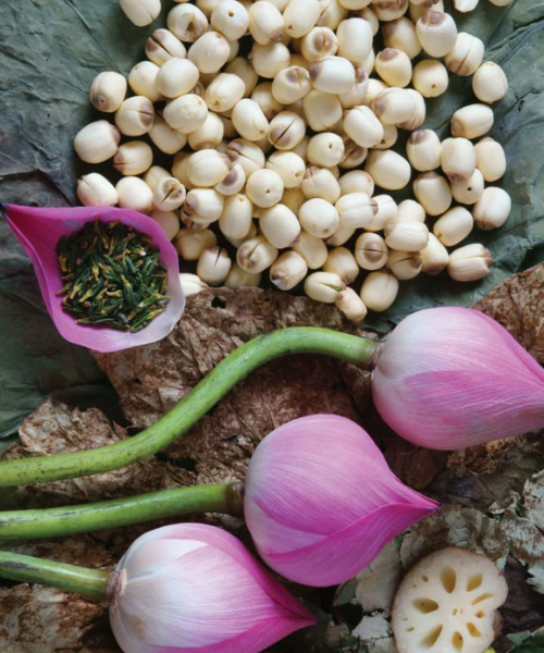 Lotus Seeds - pavithra Nursury